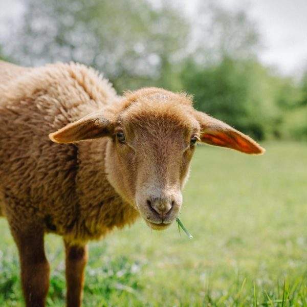 Die Tiere im Land der Tiere