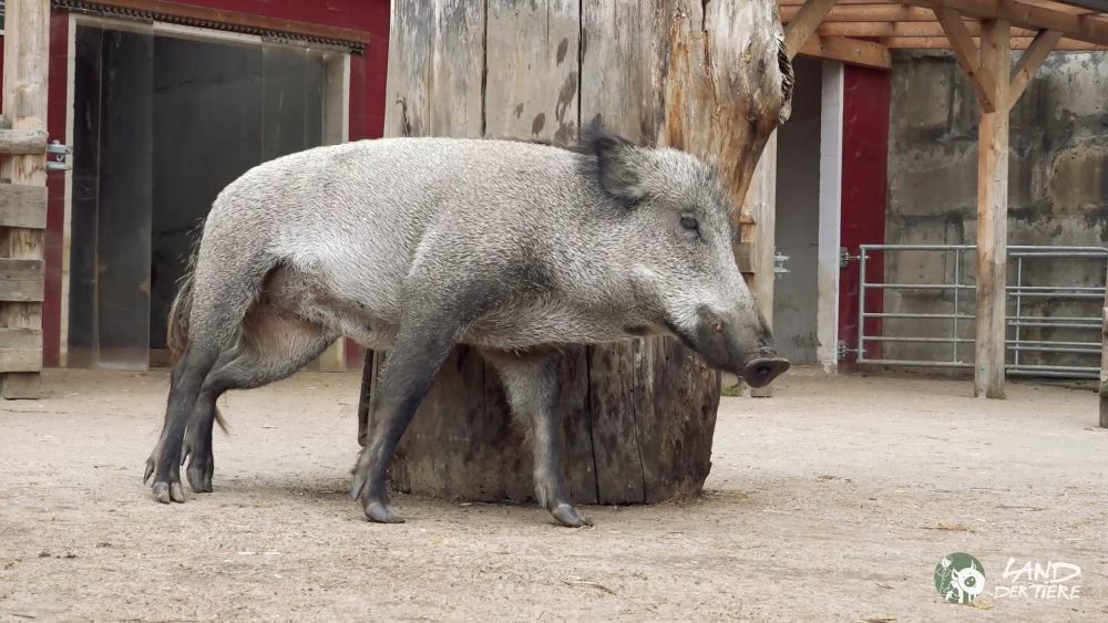 Pippa, die Wildsau: Gut geschrubbelt