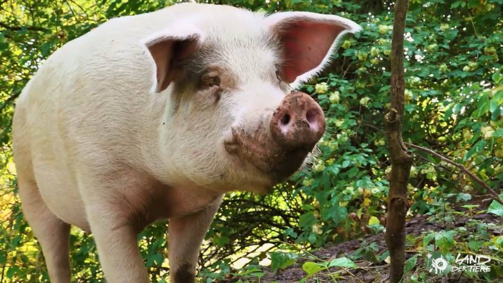 Schwein bleibt Schwein: Schweine auf Tour bei der Nahrungssuche - Land ...