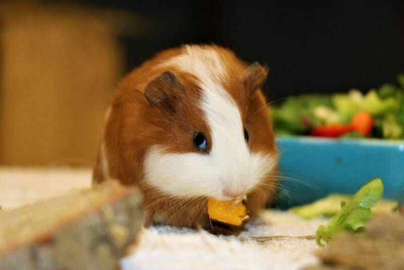 Die kleinste & jüngste Bewohnerin im Land der Tiere - Land der Tiere