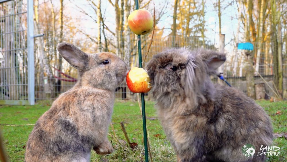 Käfig ade: Die Zwergkaninchen Hoppins & Poppins (& Friends) - Land der ...
