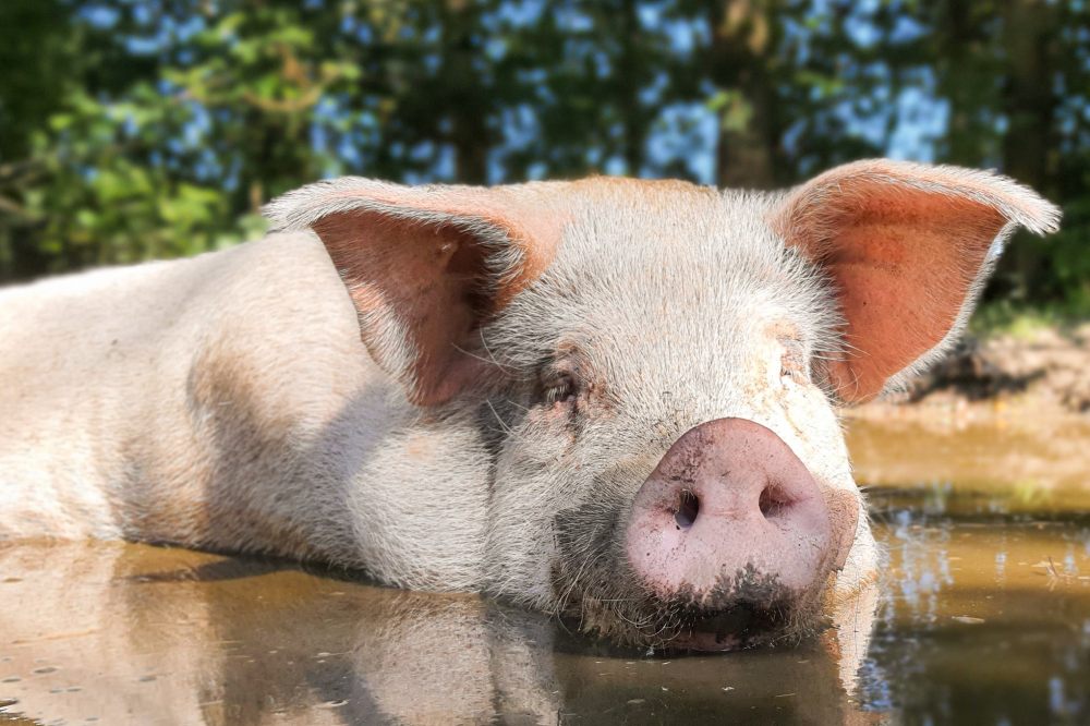 Helges Rezept für heiße Tage: Pennen im Pool - Land der Tiere