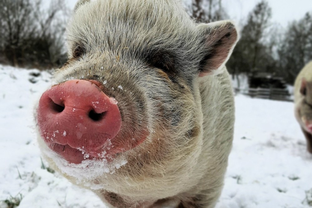 Last-Minute-Weihnachtsgeschenk-Tipp von Lilli! - Land der Tiere
