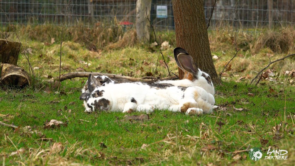 Chillen mit Familie Ostermann - Land der Tiere