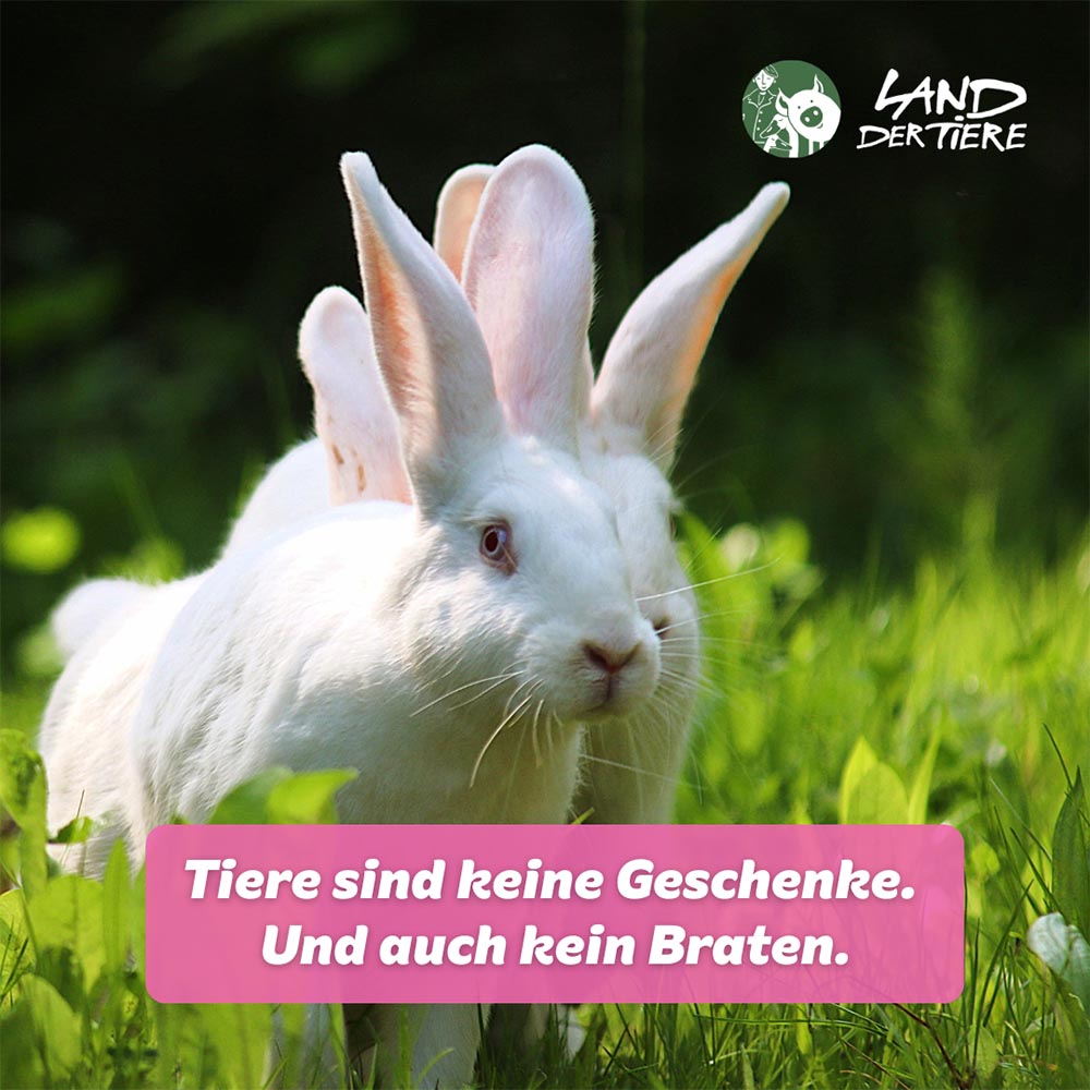 Tiere sind keine Geschenke! - Land der Tiere